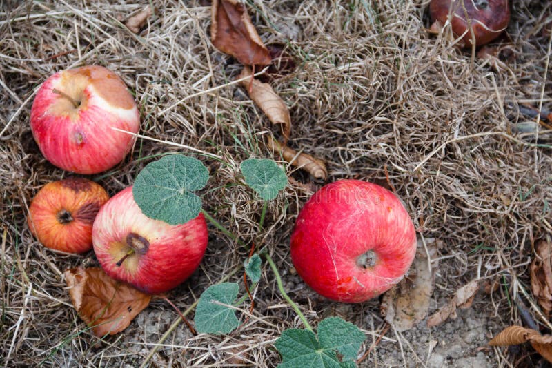 Autumn. Red Apples Fall To the Ground. Stock Photo - Image of nature ...