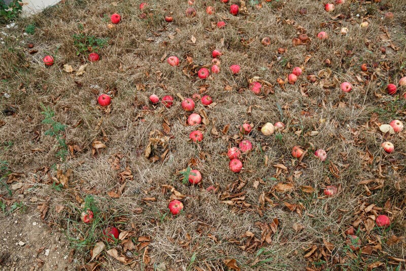 Autumn. Red Apples Fall To the Ground. Stock Photo - Image of sweet ...