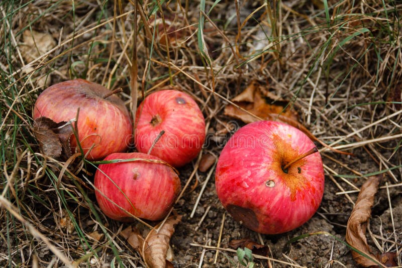 Autumn. Red Apples Fall To the Ground. Stock Image - Image of ...