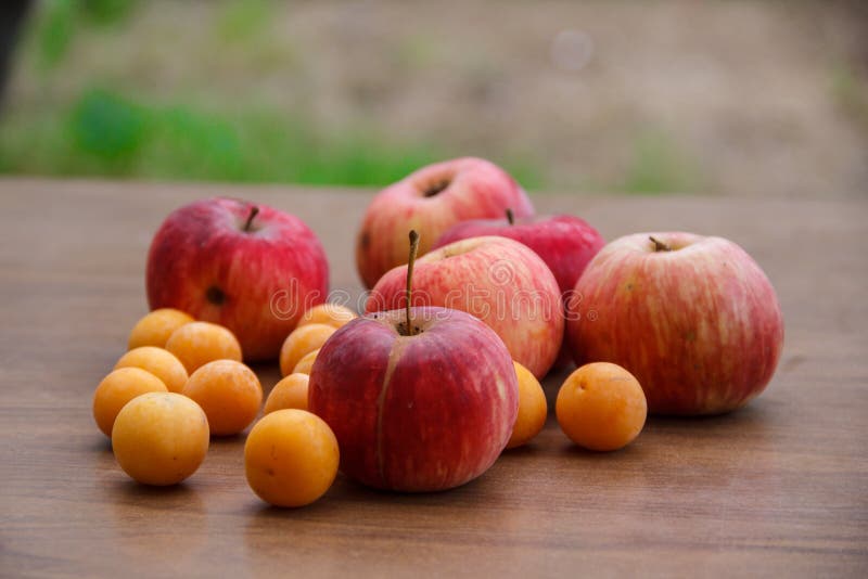 Autumn. Red Apples Fall To the Ground. Stock Image - Image of collect ...