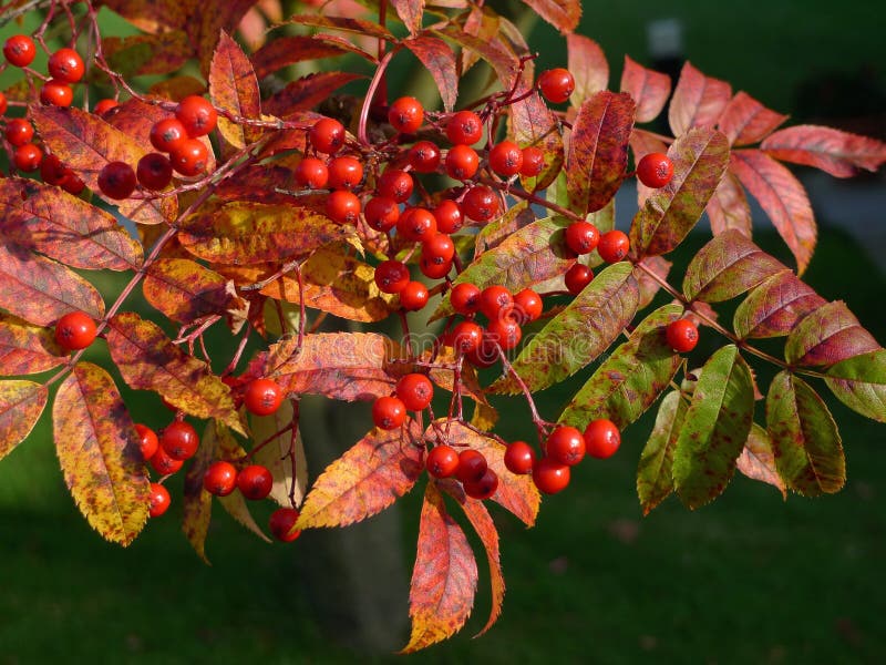 Autumn Red Berries and Leaves on a Rowan Tree Stock Image - Image of ...