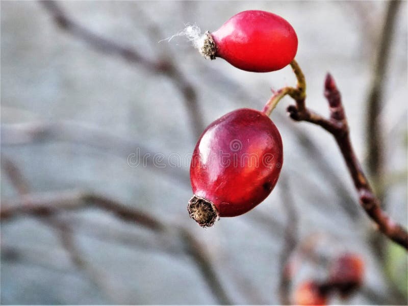 Autumn Red Berries, Northumberland, England Stock Image - Image of ...
