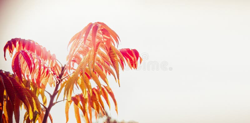 Autumn Red Color Foliage, Fall Nature Background Stock Image - Image of ...