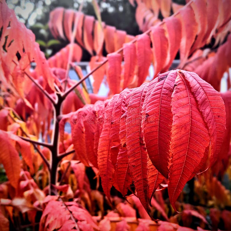 Autumn red colours stock image. Image of nature, autumn - 184150265