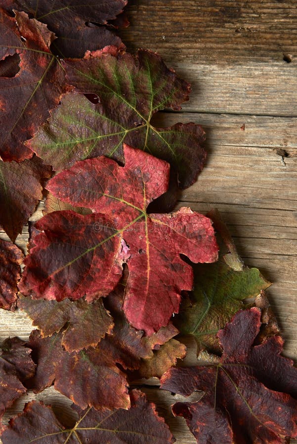 Autumn Red Grape Leaves Over Wooden Table. Stock Photo - Image of ...