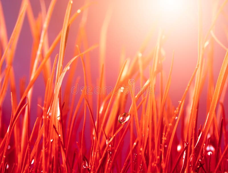 Autumn Red Grass with Water Drops. Stock Photo - Image of closeup ...