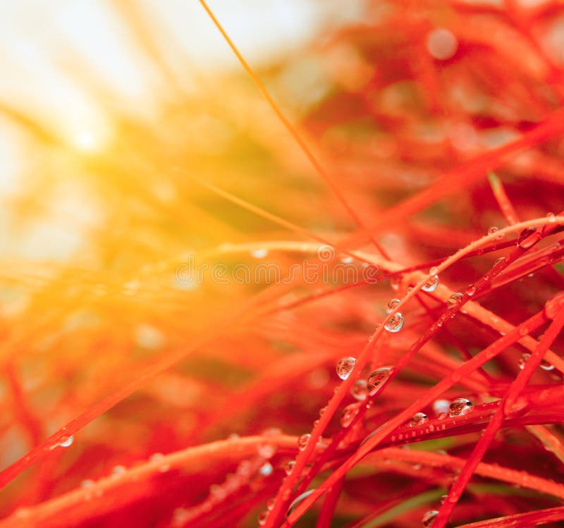 Autumn Red Grass with Water Drops. Stock Photo - Image of closeup ...