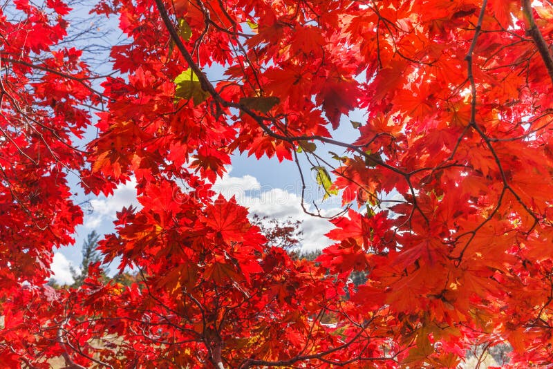 Autumn Red Leaf Background foto de stock. Imagem de céu - 34909408