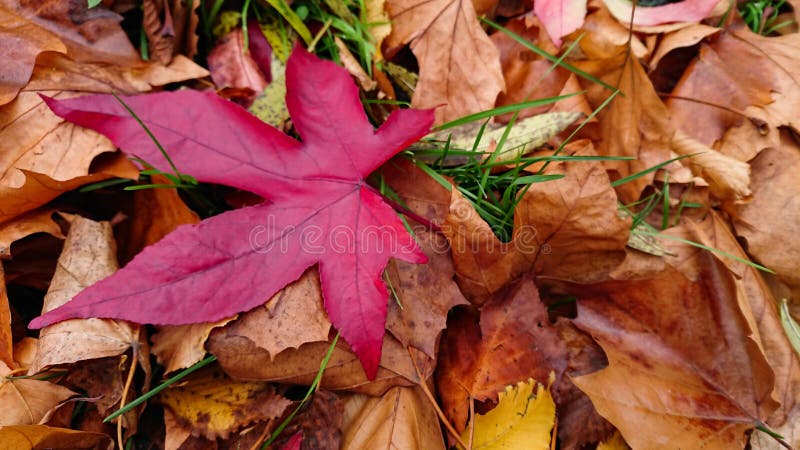 Autumn Red Leaf stock photo. Image of coloured, colours - 131154600