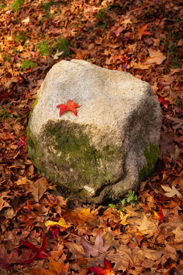 Autumn Red Leaf on a Rock with Colourful Leaves All Around Stock Image ...