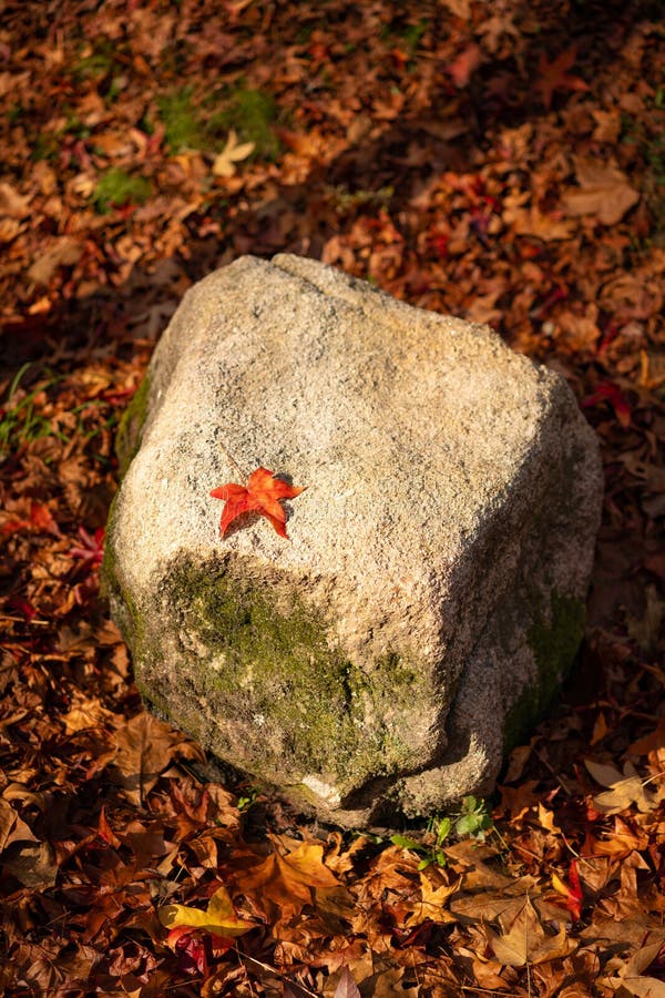 Autumn Red Leaf on a Rock with Colourful Leaves All Around Stock Image ...