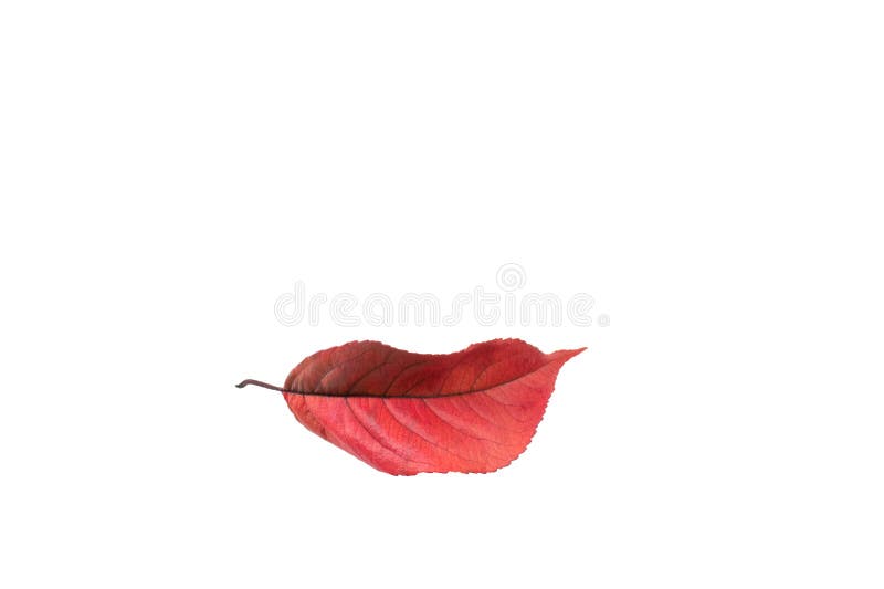 Leaf Looks Lips Stock Photos - Free & Royalty-Free Stock Photos from ...