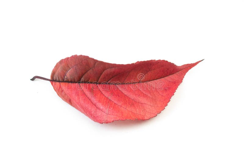 Leaf Looks Lips Stock Photos - Free & Royalty-Free Stock Photos from ...