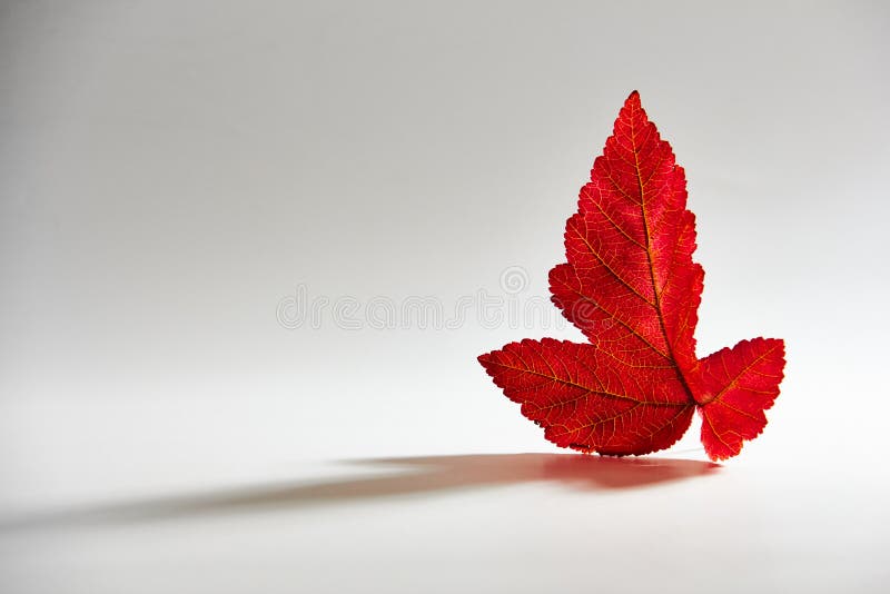 Red Leaf Autumn On A White Background. Stock Image - Image of event ...