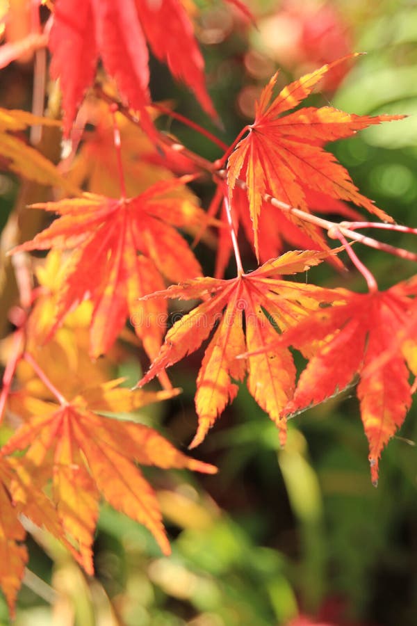 Rows of Red Trees stock image. Image of trunk, leaves - 16943457