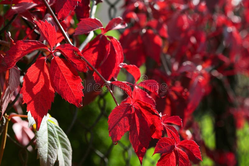 Autumn red leaves stock photo. Image of fresh, foliage - 27191672