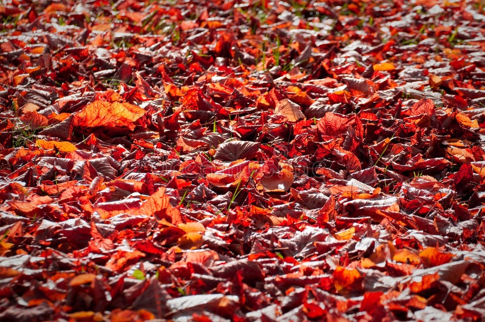 Autumn red leaves stock image. Image of bunch, texture - 34708695