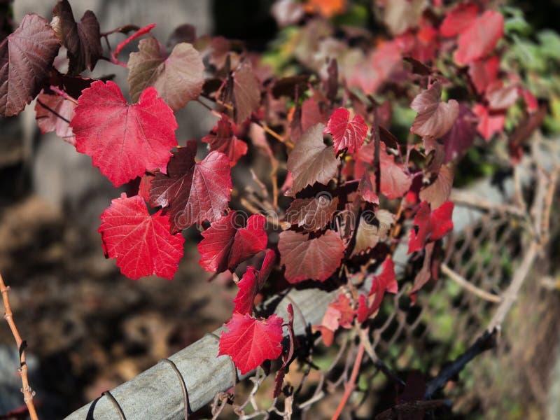 Autumn Red Leaves Crawling on the Fence Under Sun Stock Image - Image ...
