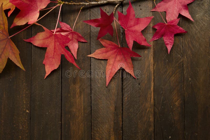 Autumn Red Leaves on Dark Wooden Backdrop Stock Image - Image of close ...
