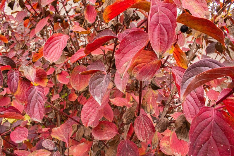 Autumn Red Leaves in the Fall Stock Image - Image of petal, trees ...