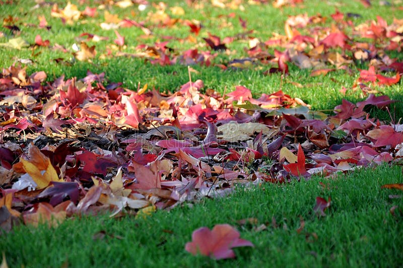 Autumn red leaves stock photo. Image of october, fall - 50911512