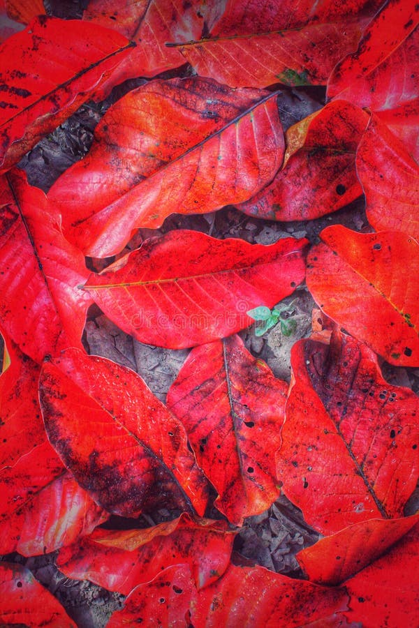 Autumn Red Leaves that Look so Real and Amazing Stock Photo - Image of ...