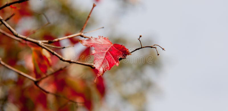 Autumn red leaves stock photo. Image of leaves, decoration - 207380818