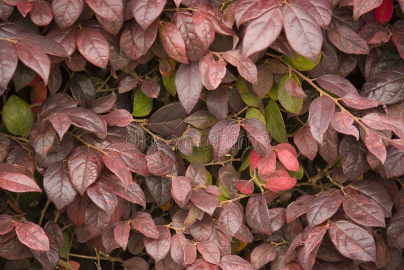 Autumn Red Leaves Texture, Texture Stock Image - Image of beauty ...