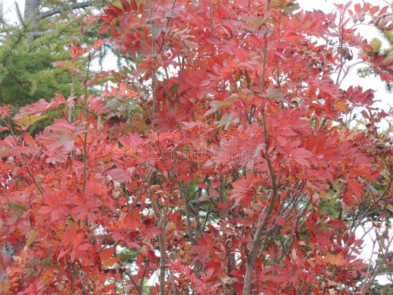 Autumn red leaves and tree stock image. Image of leaves - 181127357
