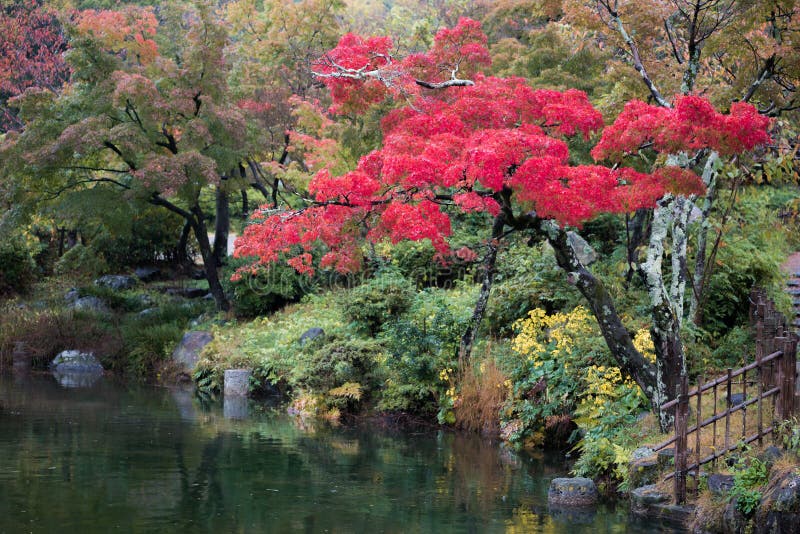 Autumn Red Leaves Tree Japanese Garden Stock Photo - Image of park ...