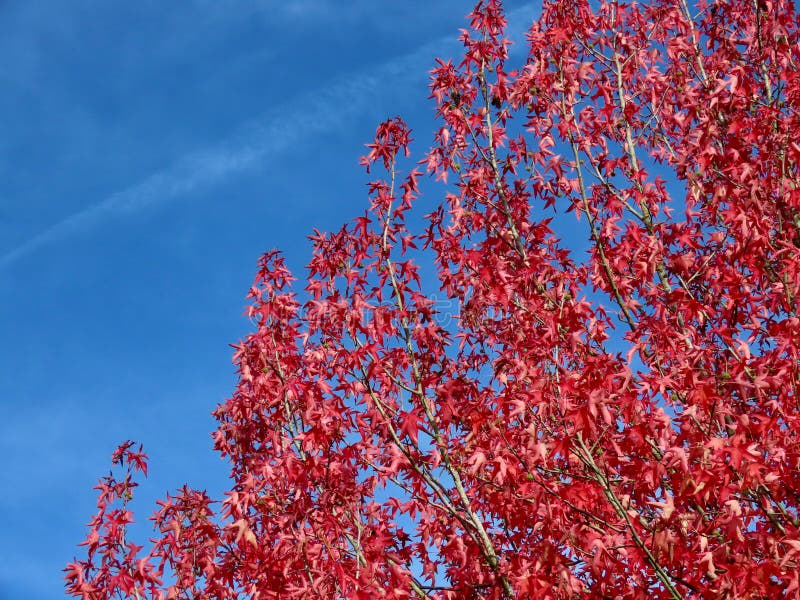Autumn red maple stock photo. Image of colorful, leaves - 174604630