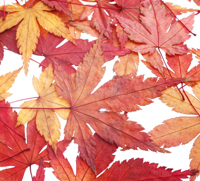 Autumn red maple leaves stock image. Image of blank, plant - 28029541