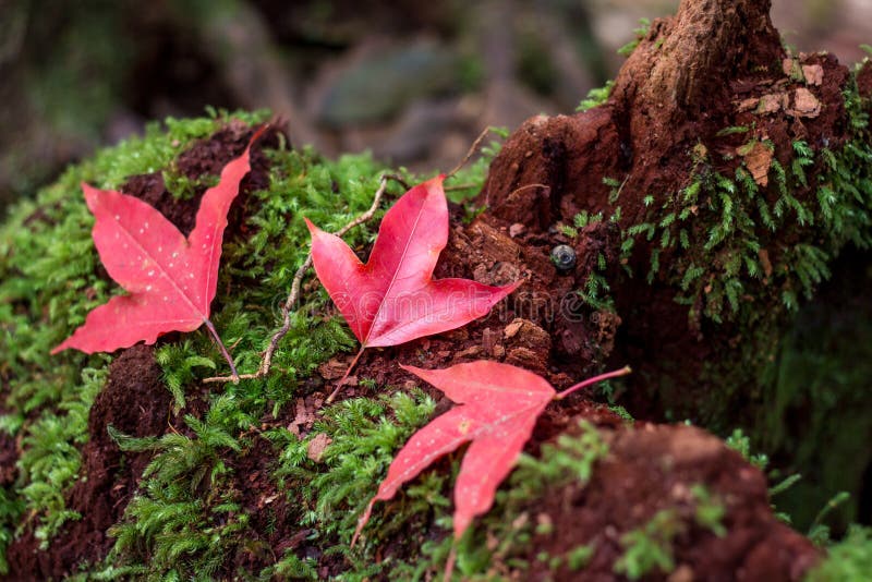 Autumn Red Maple Leaves on Green Moss Stock Image - Image of summer ...