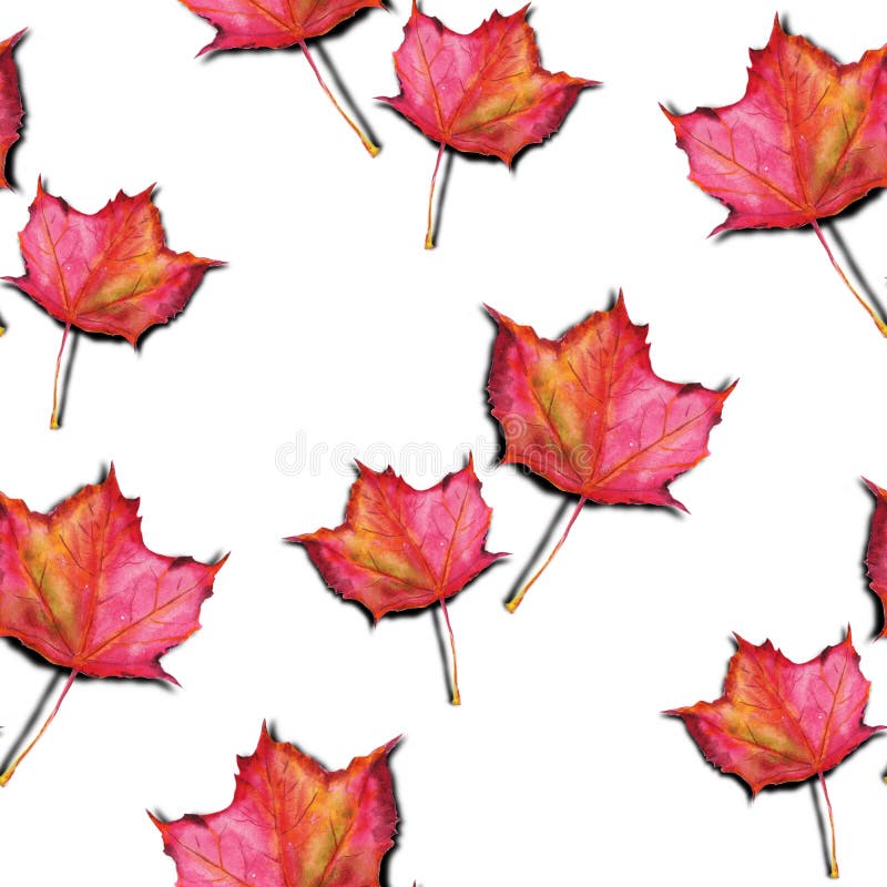 Autumn Red Maple Leaves on White Background Stock Illustration ...