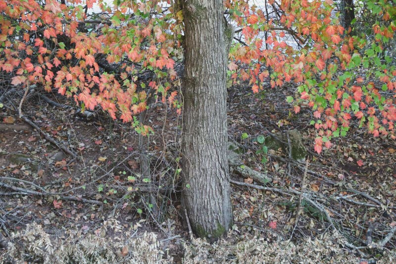 Autumn Red Maple Tree Trunk and Bottom Canopy Leaves and Leaves on ...