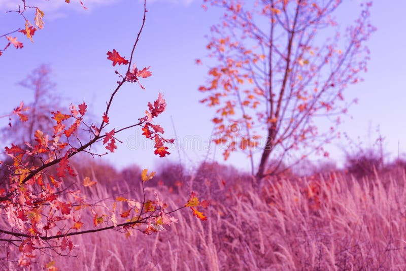 Autumn red nature scene stock photo. Image of design - 129773334