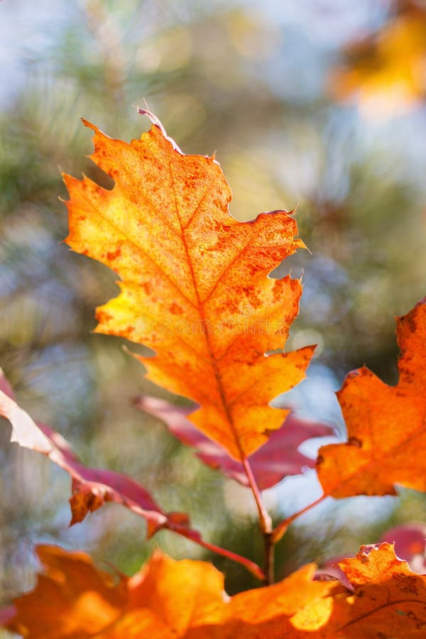 Autumn red oak leaf stock photo. Image of organic, season - 49830268