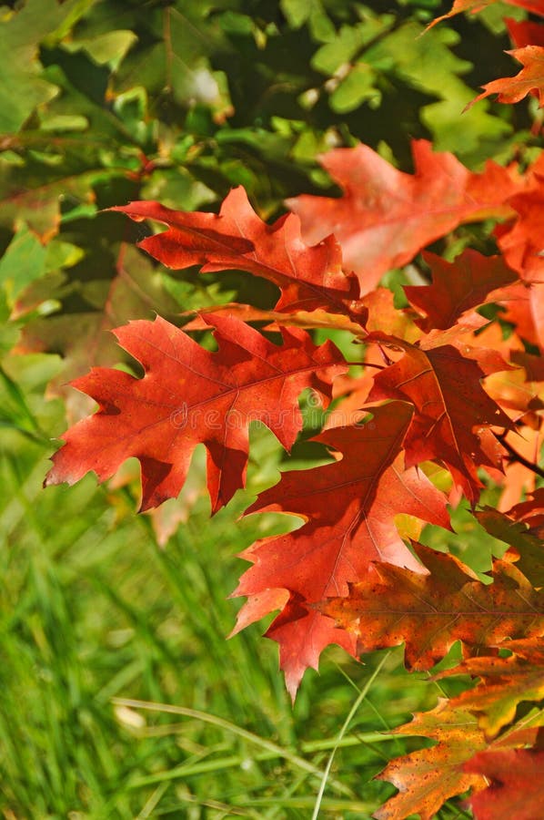 Autumn red oak leaves stock photo. Image of bright, colorful - 45371872