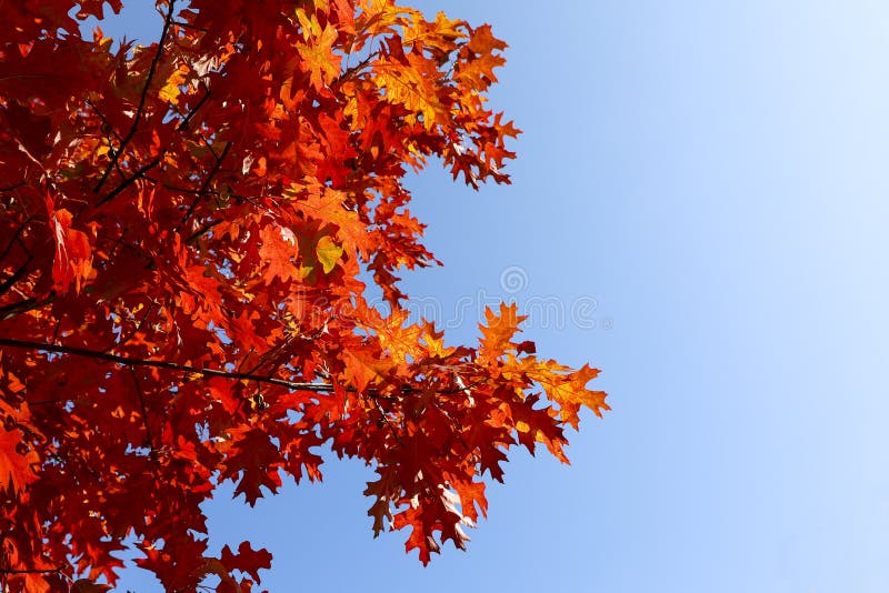 Autumn Red Oak Leaves Background. Stock Image - Image of time ...