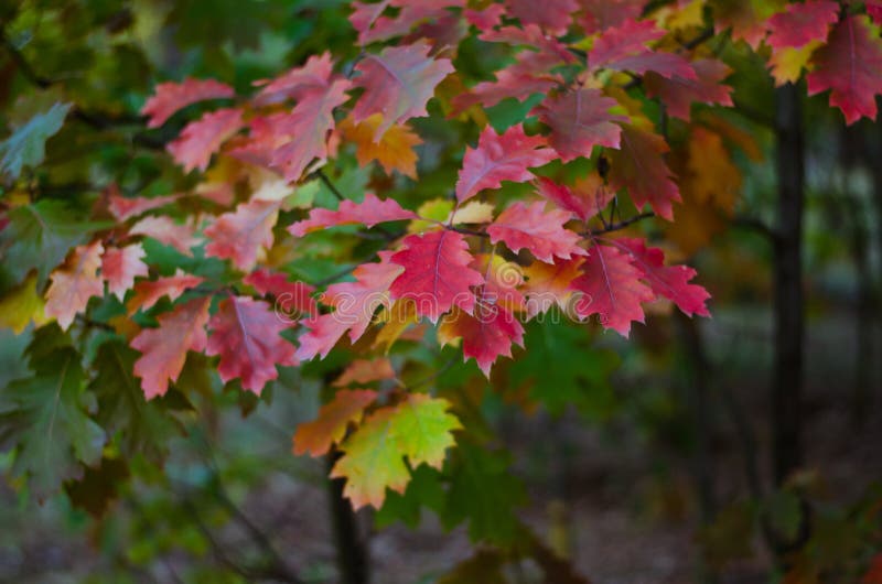 Autumn Red Oak Tree Leaves in the Forest Stock Image - Image of fall ...