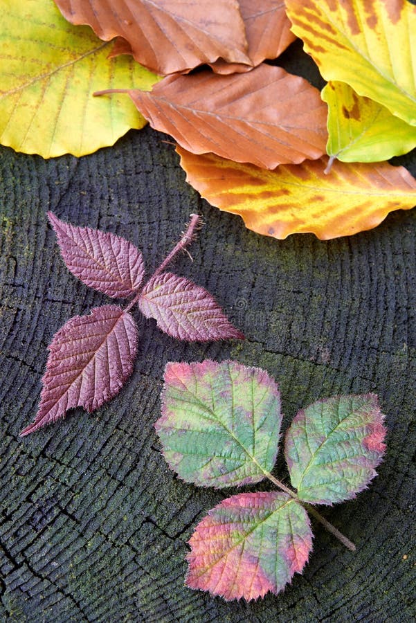 Autumn red raspberry leaf stock photo. Image of life - 34785658