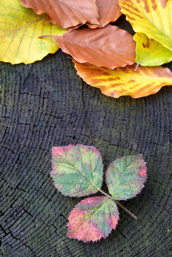 Autumn red raspberry leaf stock photo. Image of structure - 34785668