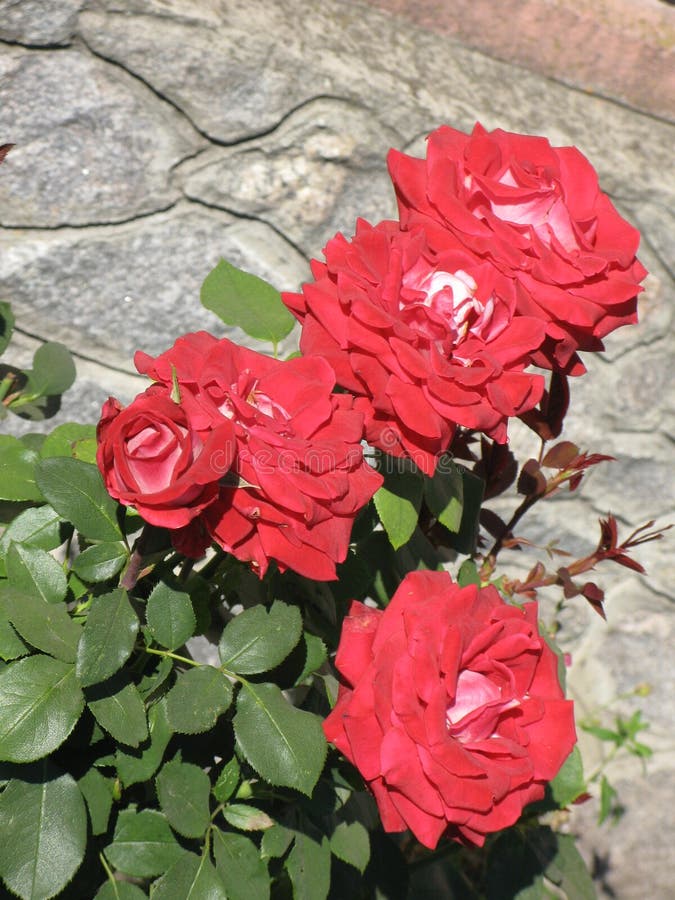 Red roses stock image. Image of summer, autumnal, frame - 101176465