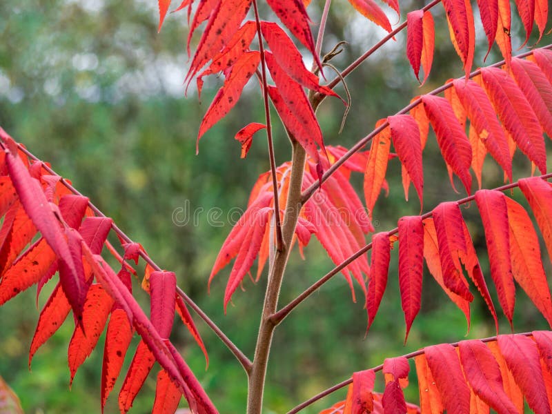 Autumn Red Sumac Tree in Fall Stock Photo - Image of flora, rowan ...