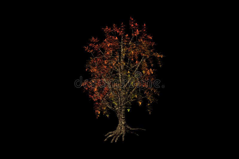 Autumn Red Tree Black Background 3d Rendering Stock Illustration ...