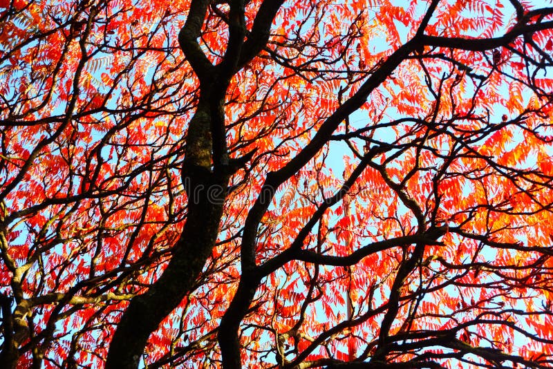 Autumn red tree stock photo. Image of leaves, branches - 60901244
