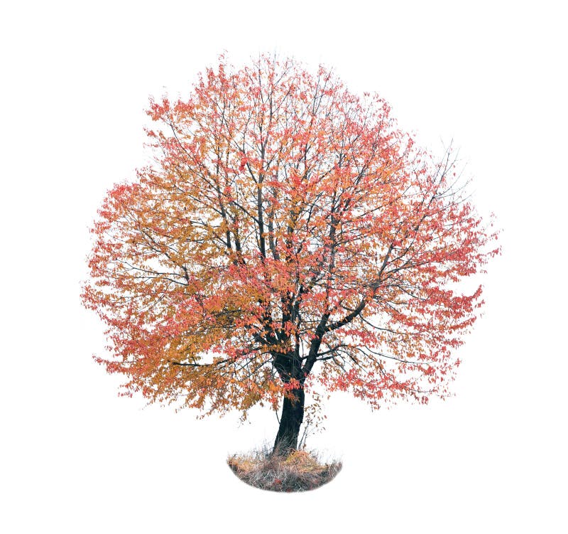 Autumn Red Tree with White Background Stock Image - Image of autumn ...