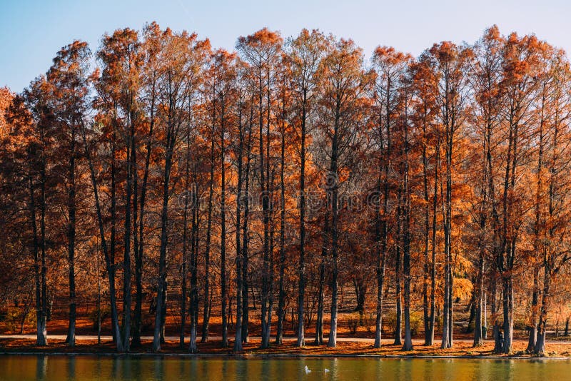 Autumn Red Trees Forest in Fall Stock Photo - Image of light, beautiful ...