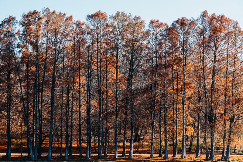 Autumn Red Trees Forest in Fall Stock Photo - Image of scenic, clear ...