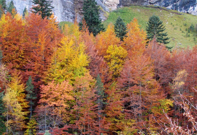Autumn Red and Yellow Tree Forest Stock Photo - Image of forest ...